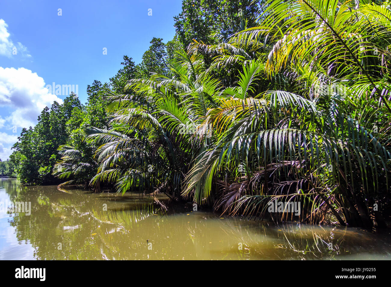 Bentota river among jungle hi-res stock photography and images - Alamy