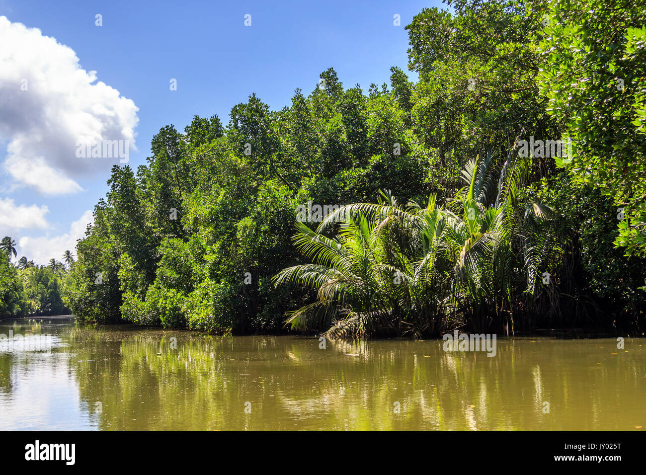 The Bentota river among the Jungle at sunny day. Sri Lanka Stock Photo ...