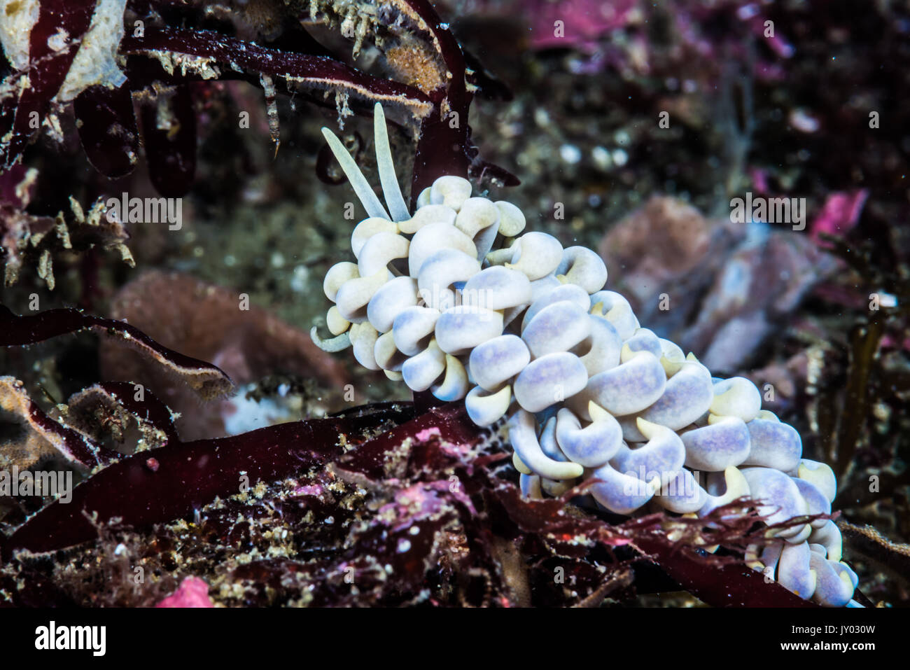 Magnum marine hi-res stock photography and images - Alamy