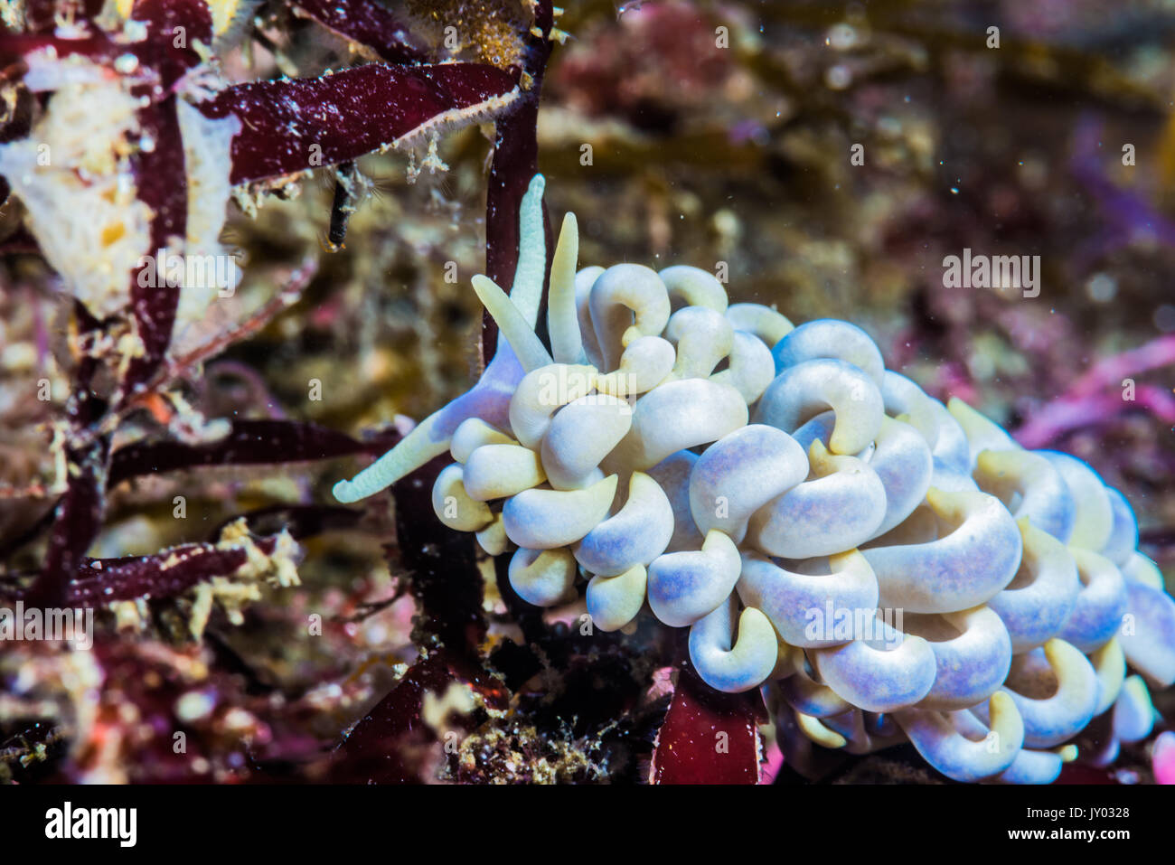 Rudman hi-res stock photography and images - Alamy