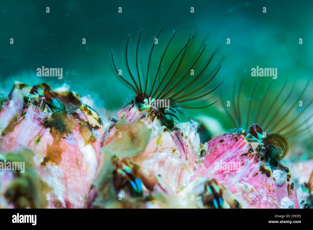Saltwater crustaceans hi-res stock photography and images - Alamy
