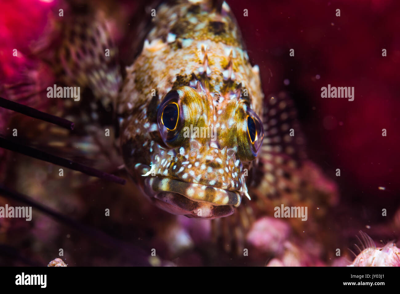 Sebastiscus marmoratus (Cuvier, 1829) False kelpfish. Closeup. at Owase ...