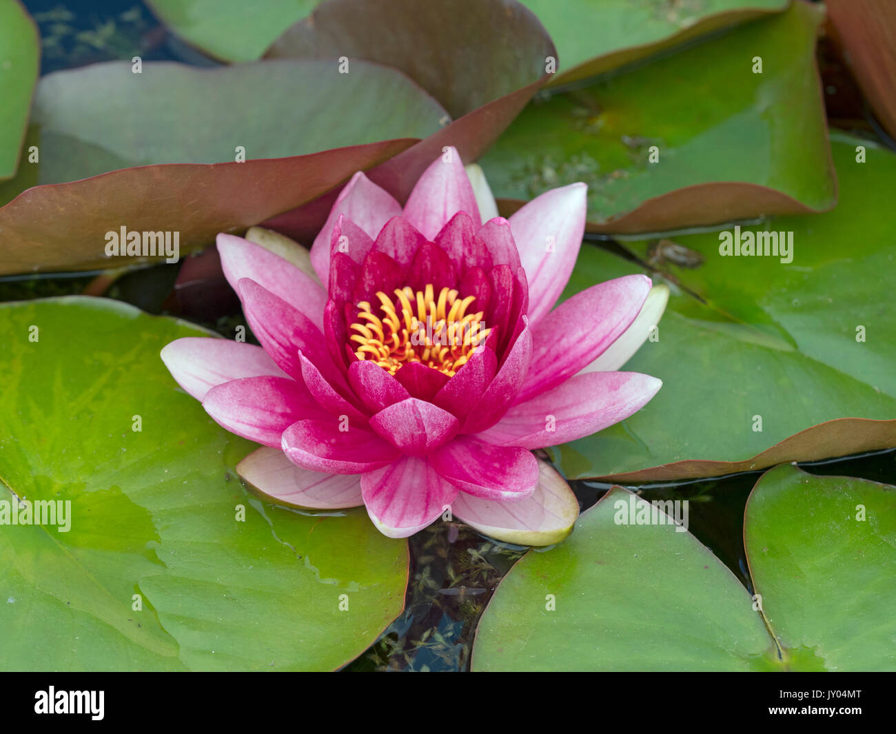 Pink Water lily Nymphaea 'René Gérard' Stock Photo - Alamy
