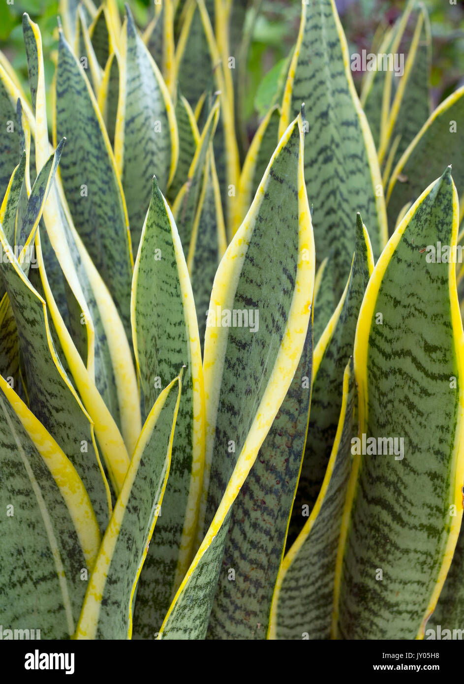 Sansevieria trifasciata or snake plant Stock Photo - Alamy