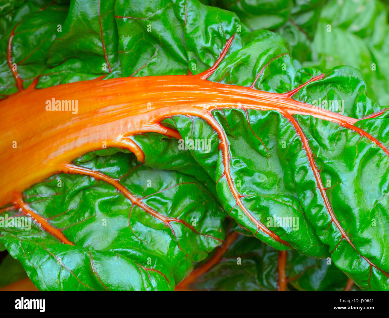 Swiss chard leaf red veins hi-res stock photography and images - Alamy