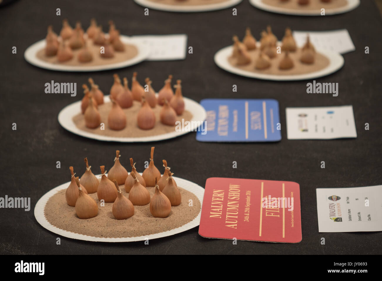 Shallots displayed at Malvern Autumn Show, Three Counties Showground ...