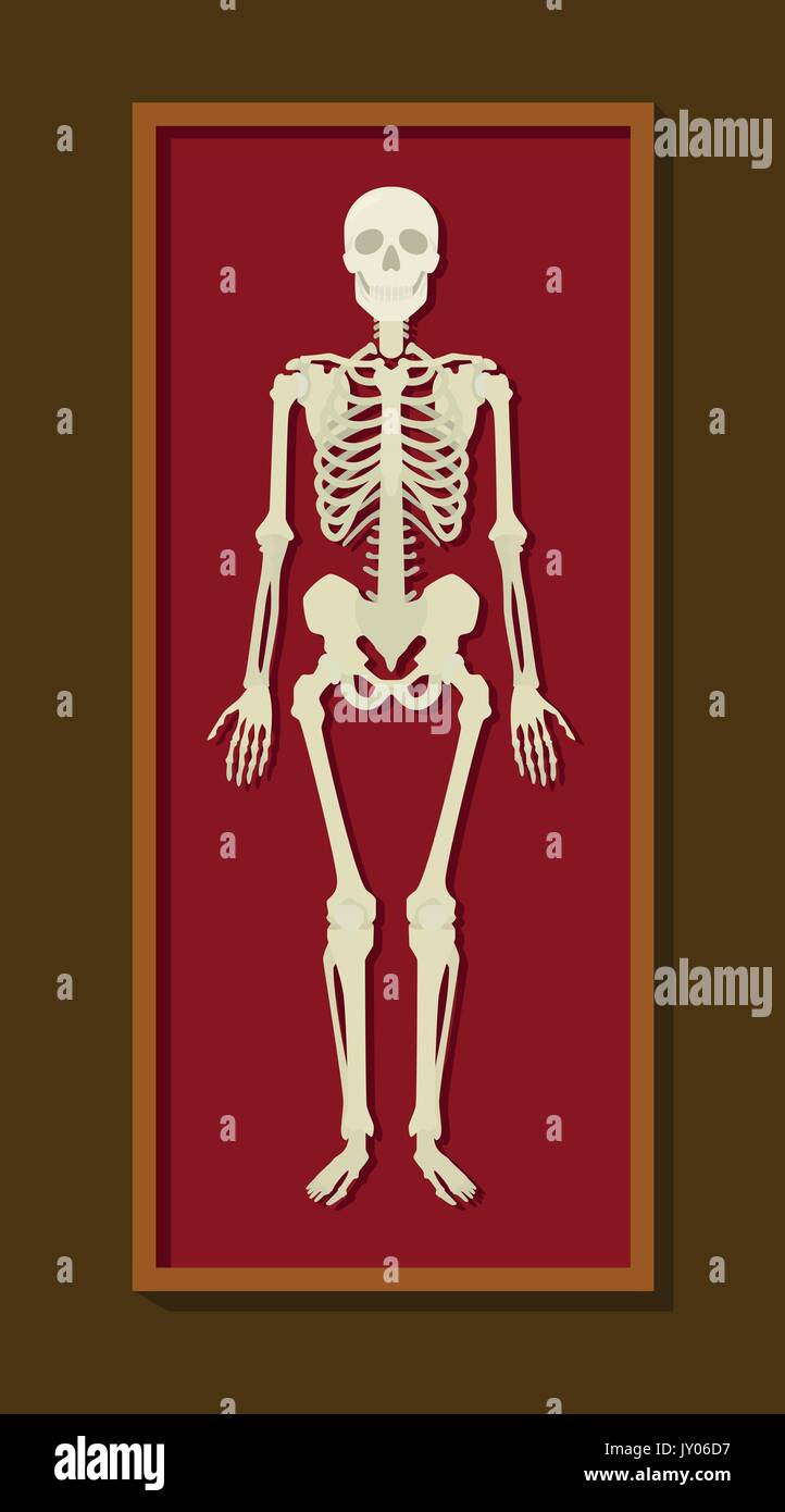 human skeleton on red box coffin rest vector Stock Vector Image & Art ...