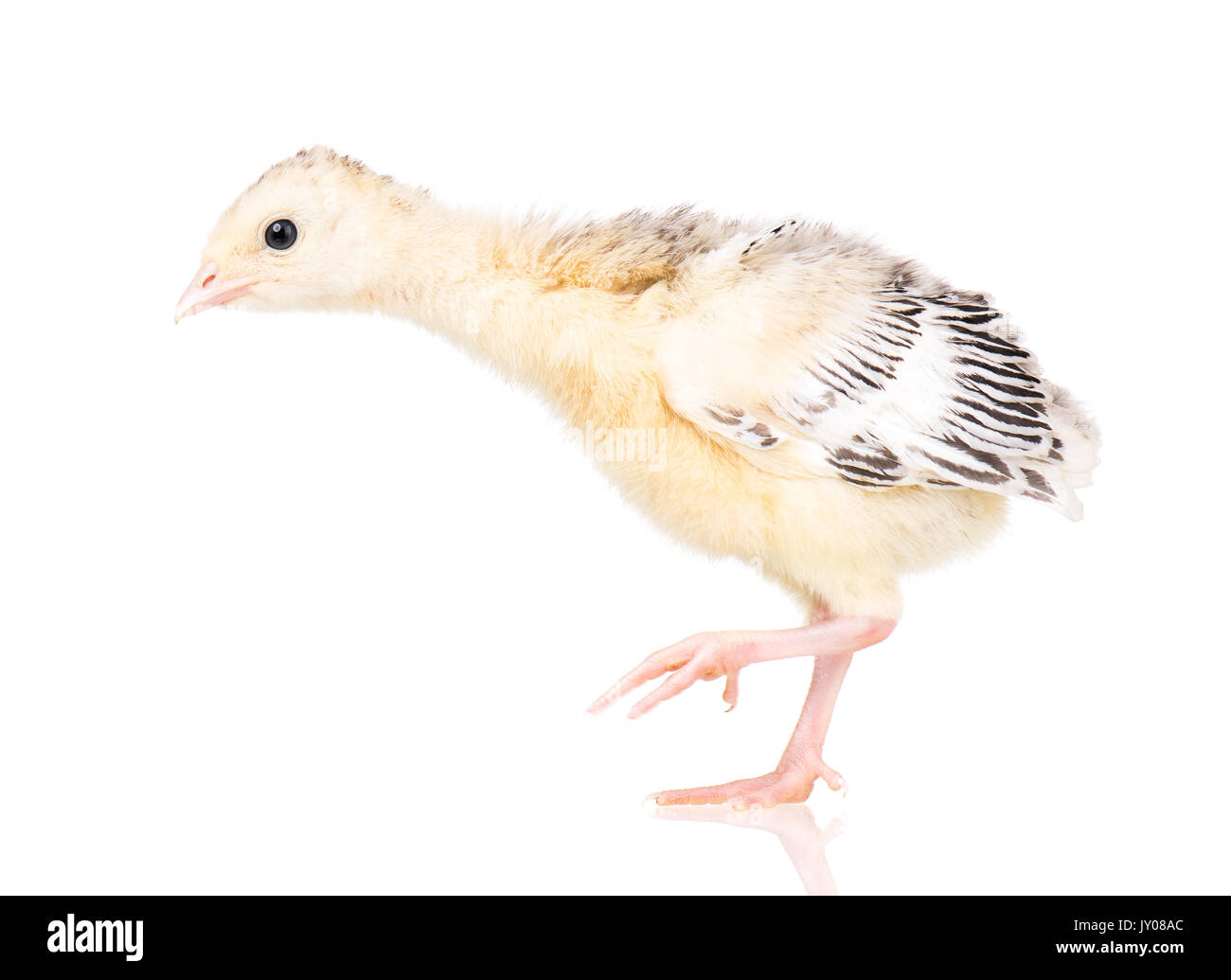 Cute little newborn chicken turkey, isolated on white background. One ...