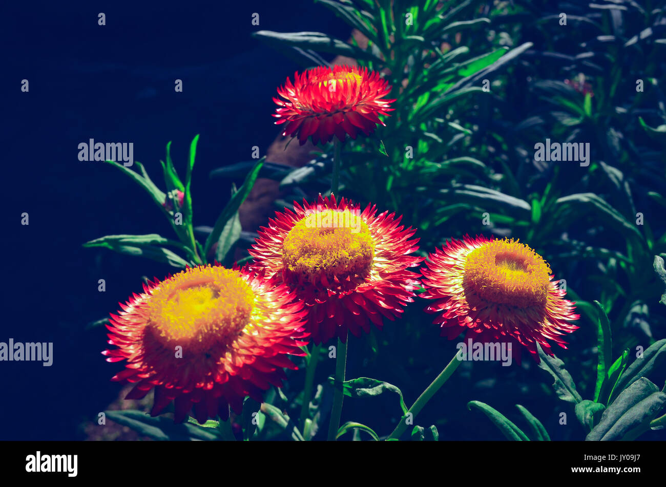 Vibrant color filter effect hi-res stock photography and images - Alamy