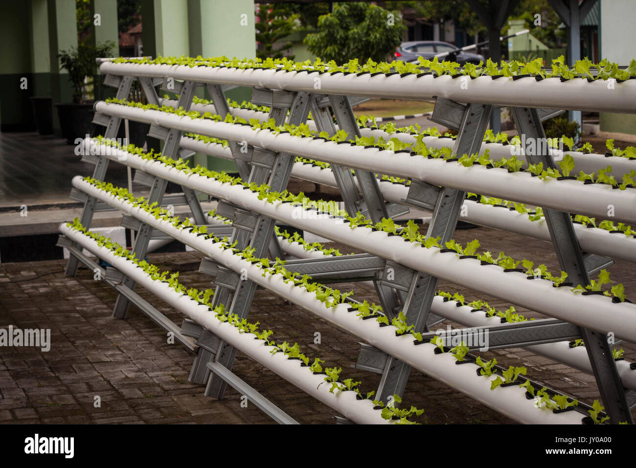 vertical garden with pipe pvc photo taken in jogja yogyakarta indonesia ...