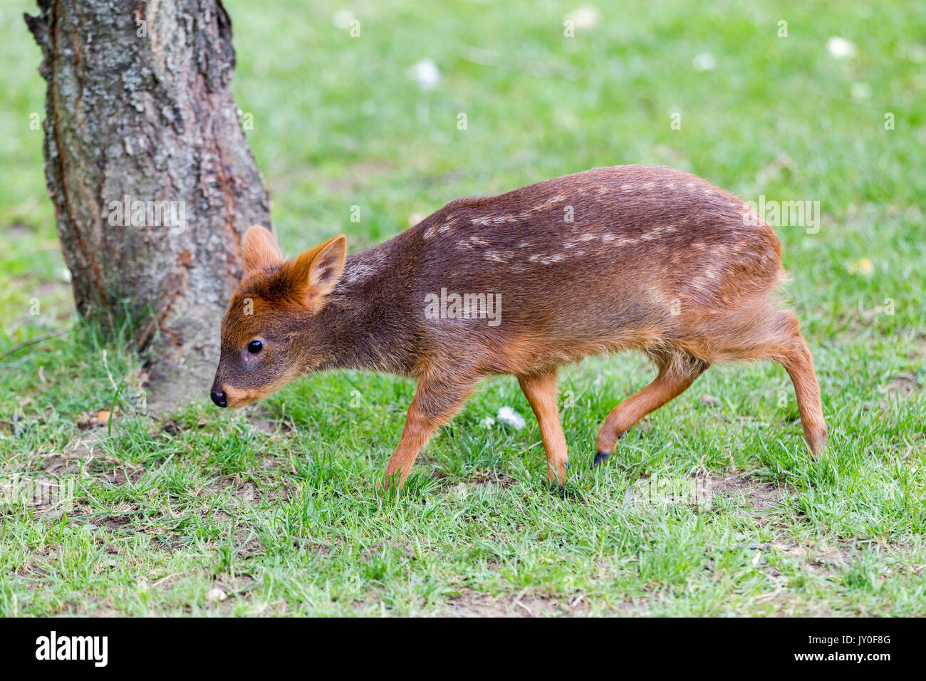 Pudu tiny hi-res stock photography and images - Alamy