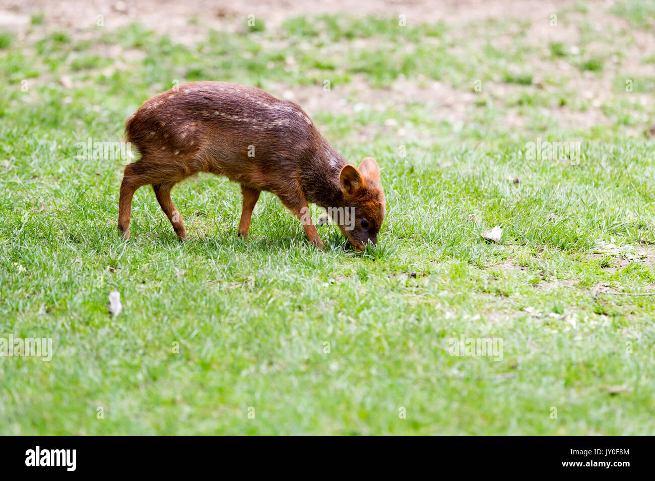 Pudu tiny hi-res stock photography and images - Alamy