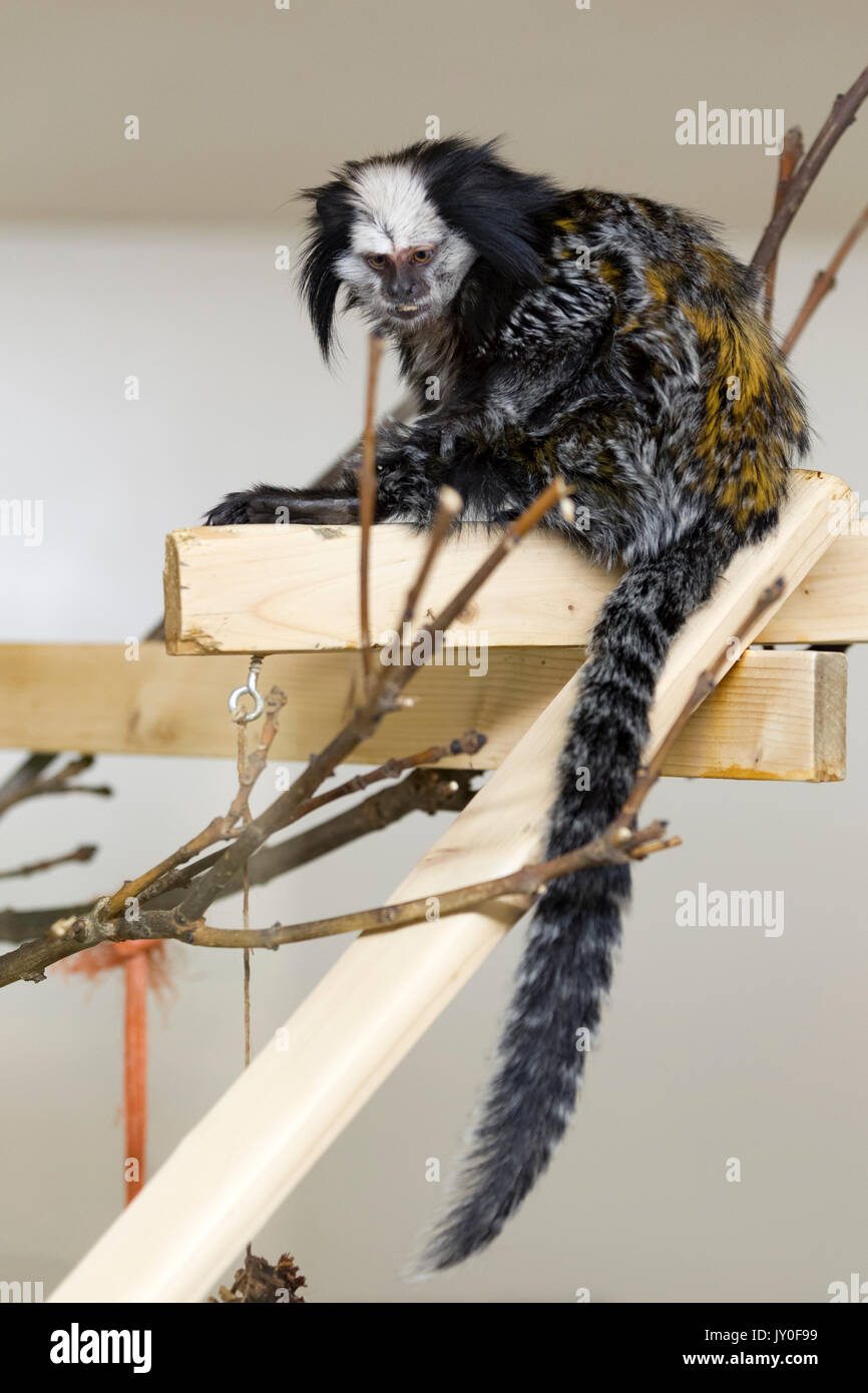 White Faced Marmoset High Resolution Stock Photography and Images - Alamy