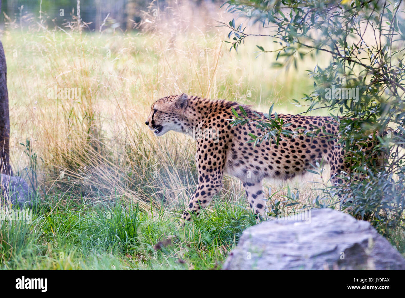 Cheetah, Acinonyx jubatus. Hamerton Zoo Park, Cambridgeshire Stock ...