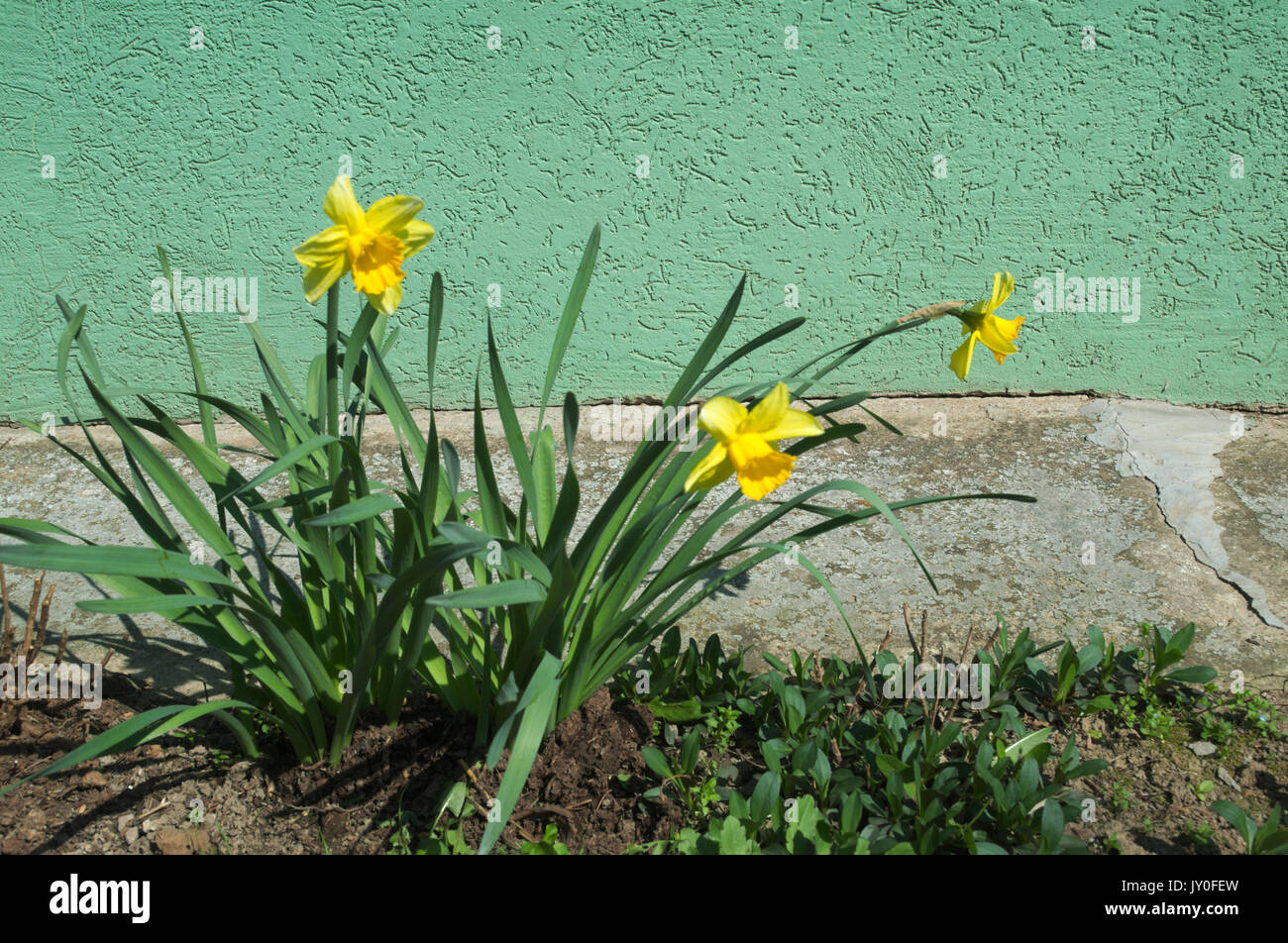 Yellow flower at spring Stock Photo - Alamy