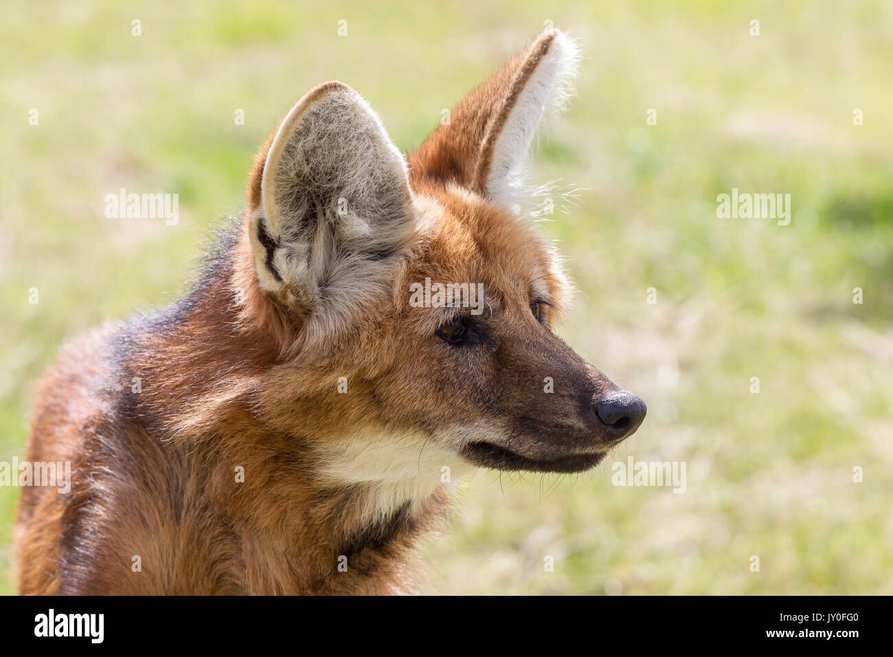 Red maned wolf hi-res stock photography and images - Alamy