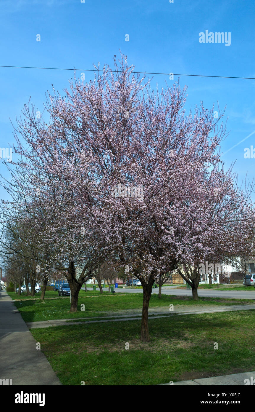 Flowering apricot trees at spring Stock Photo - Alamy