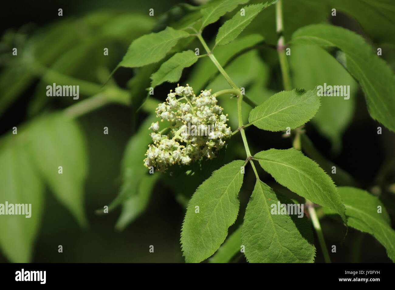 These soft photos of plants give me a "back in the day" feel that ...