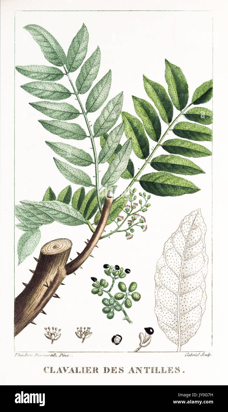 Clavalier hi-res stock photography and images - Alamy