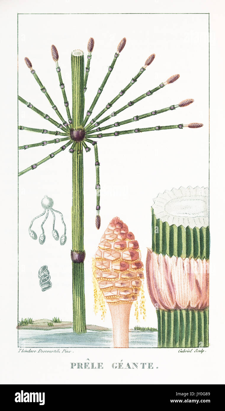 Prele Géante engraving print Descourtilz 1833 Stock Photo - Alamy