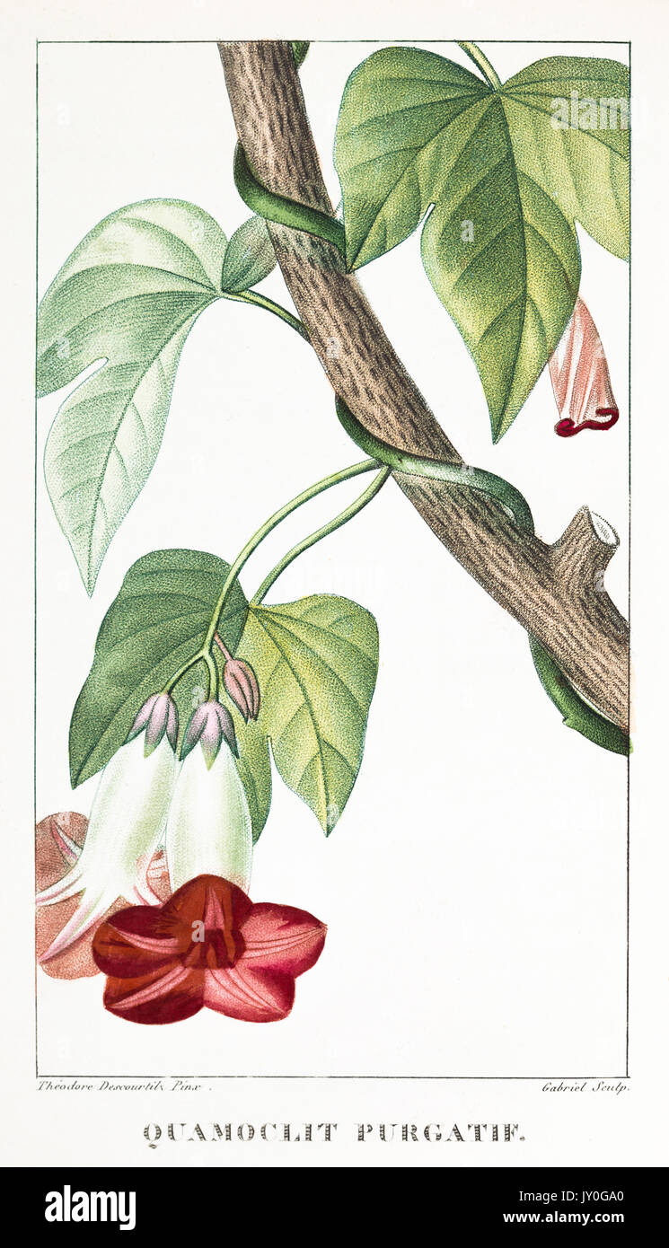 Purgatif hi-res stock photography and images - Alamy