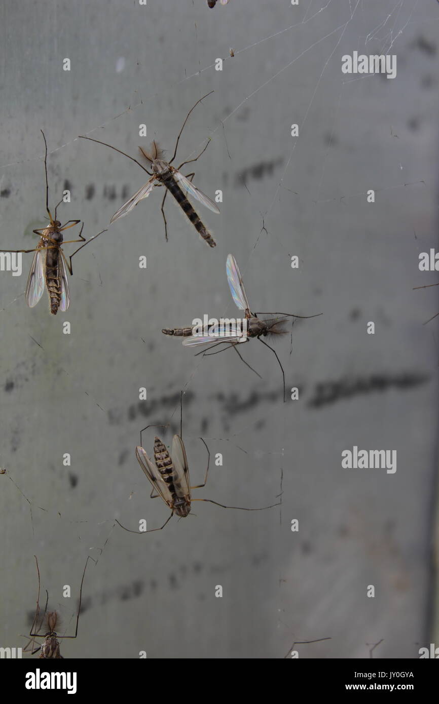 Simple moth and bugs Stock Photo - Alamy