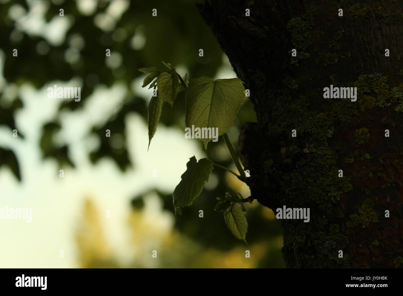 Original tree leaves hi-res stock photography and images - Alamy