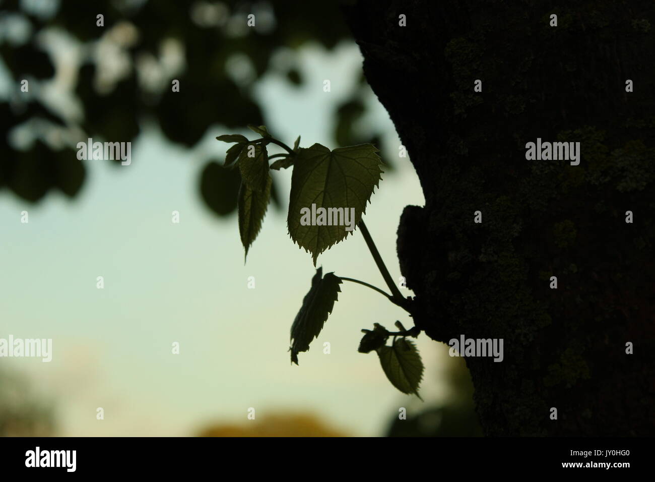Old tree trunk sprouting new leaves hi-res stock photography and images ...