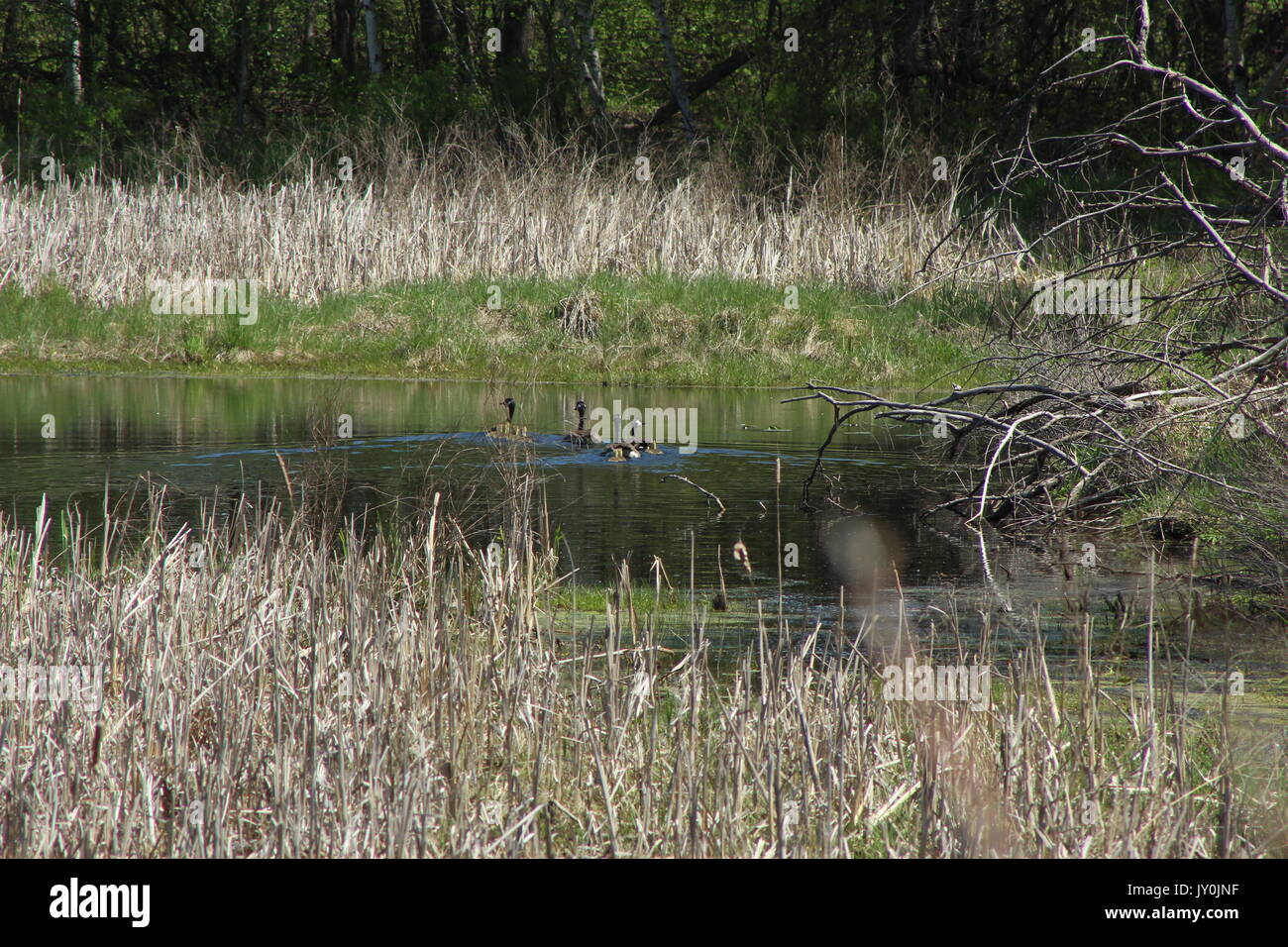 Birds habitat hi-res stock photography and images - Alamy