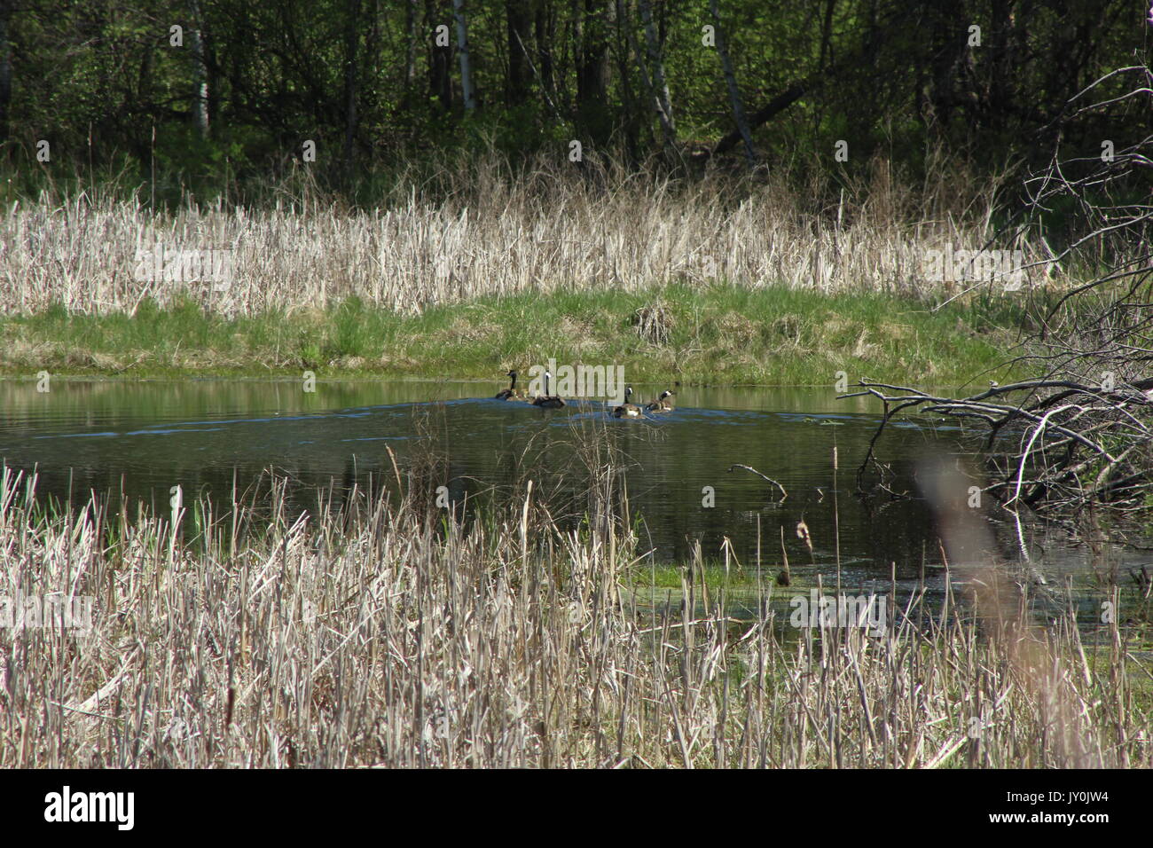 Ducks in their natural habitat Stock Photo - Alamy