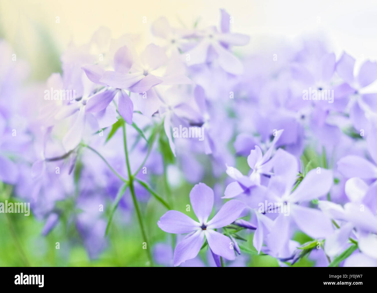 Delicate purple blossom hi-res stock photography and images - Alamy