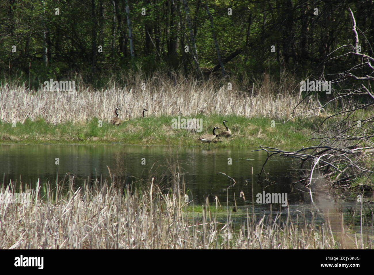 Habitat environment hi-res stock photography and images - Alamy