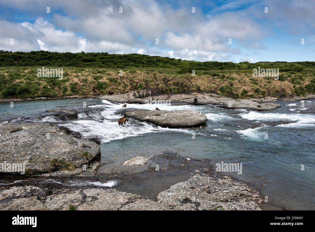 Large adult grizzly bears fish for chum salmon in the upper McNeil ...