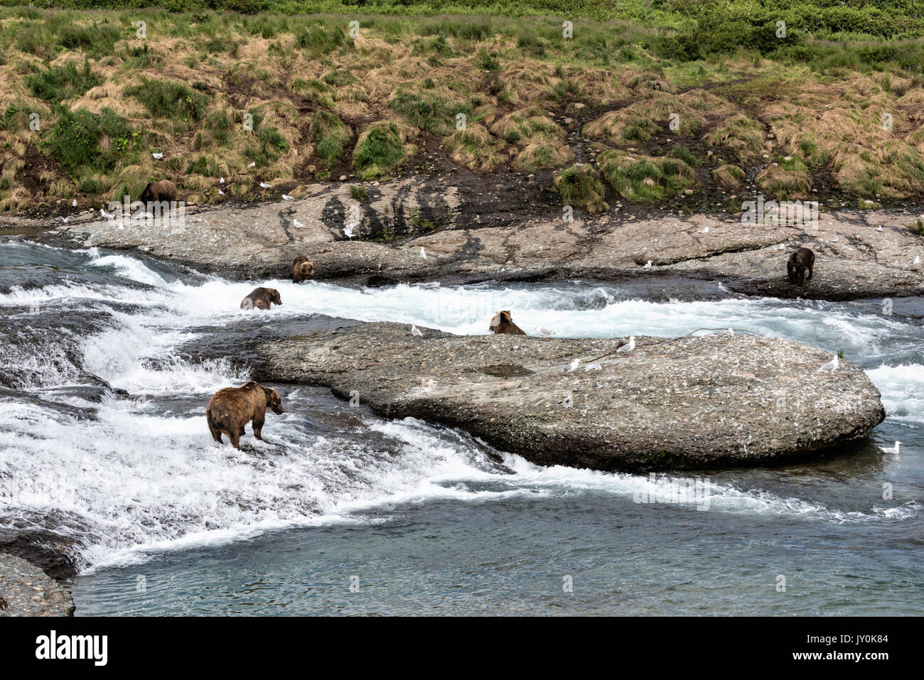 Large adult grizzly bears fish for chum salmon in the upper McNeil ...