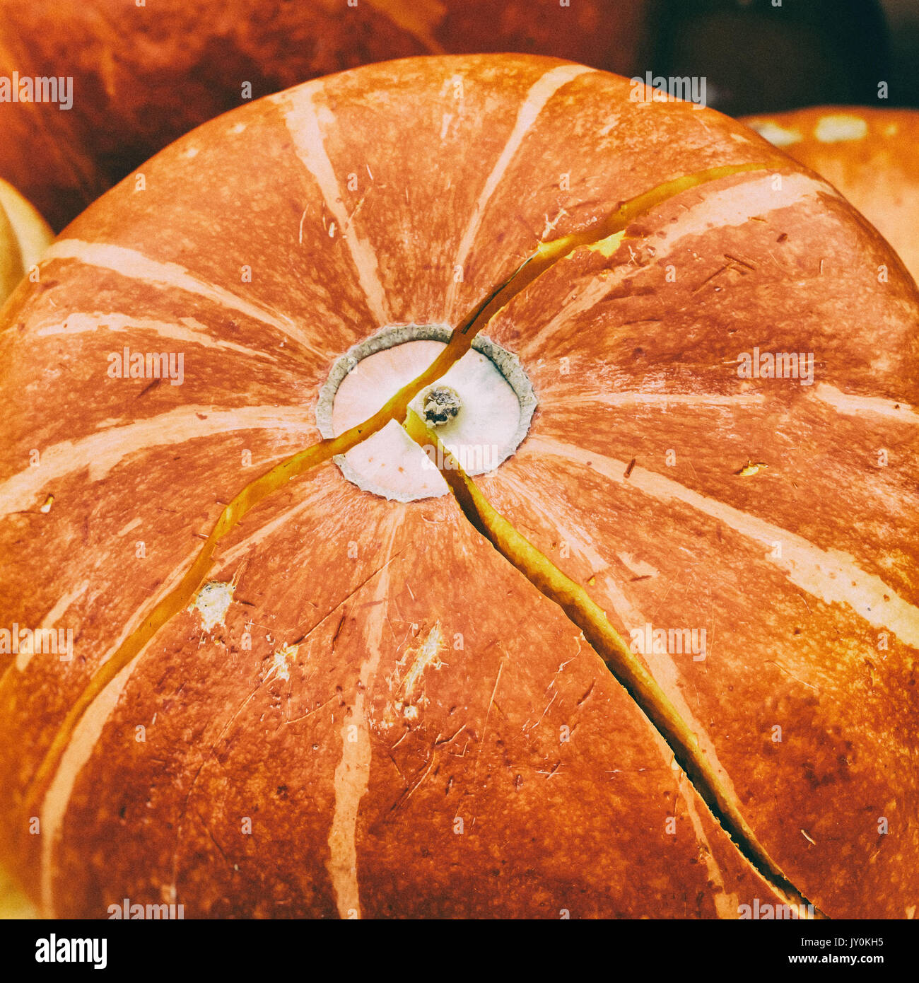 Close-up Ripe orange organic pumpkin with crack, vintage colours ...