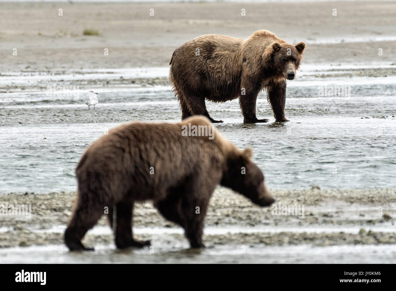A large grizzly bear boar watches a younger boar as they hunt for chum ...