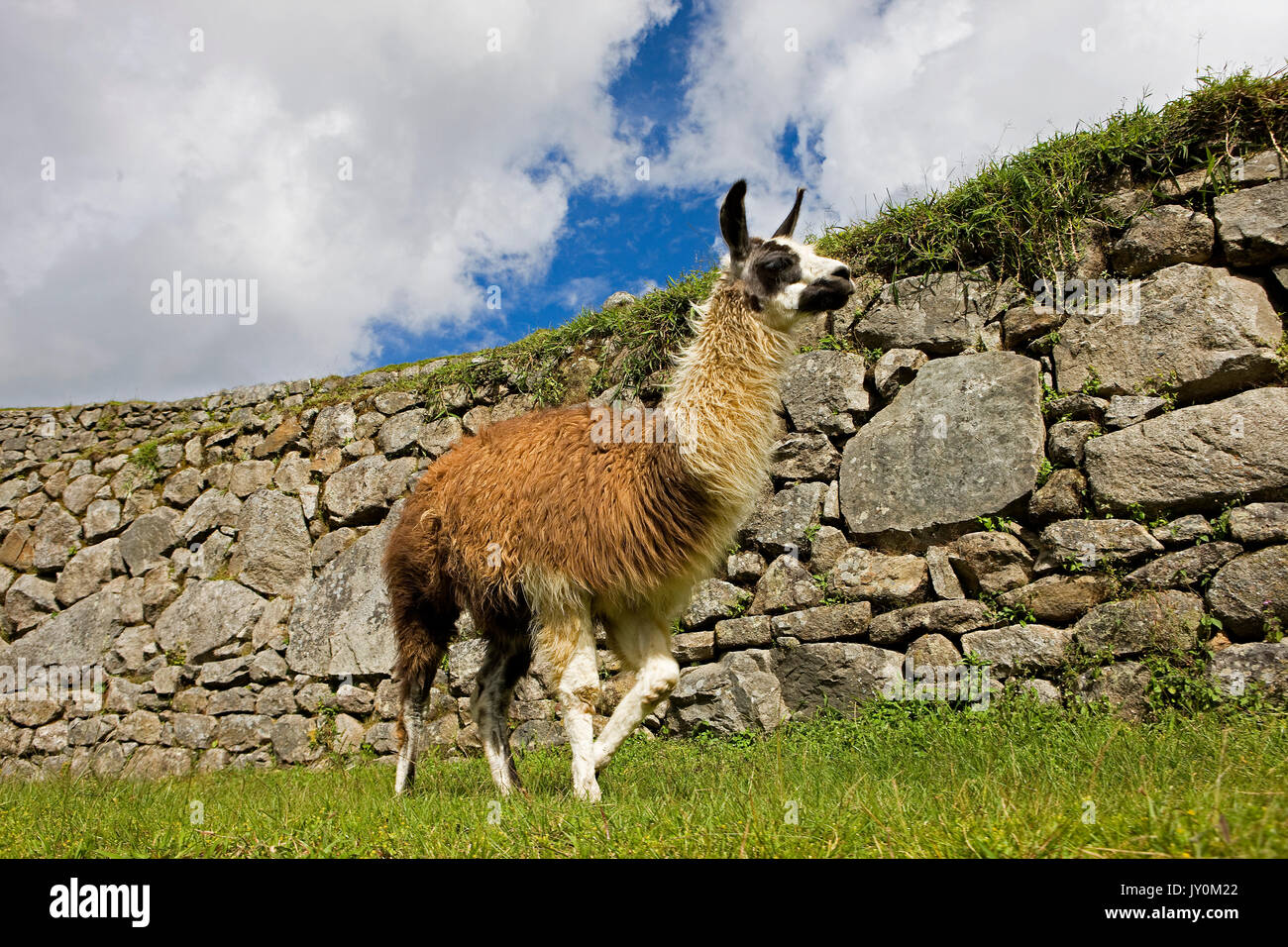 LLAMA lama glama AT MACHU PICCHU, THE LOST CITY OF INCAS, PERU Stock ...