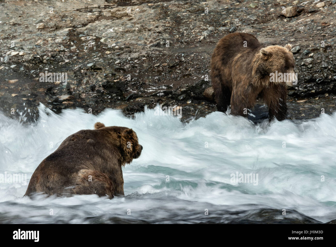 Large adult grizzly bears fish for chum salmon in the upper McNeil ...