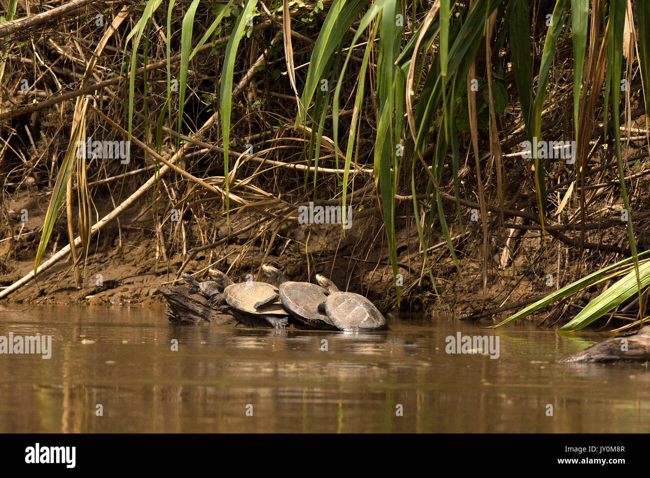 YELLOW-SPOTTED RIVER TURTLE podocnemis unifilis, MADRE DE DIOS RIVER IN ...
