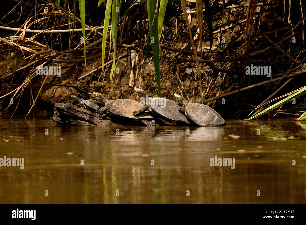 Yellow spotted river turtle hi-res stock photography and images - Alamy