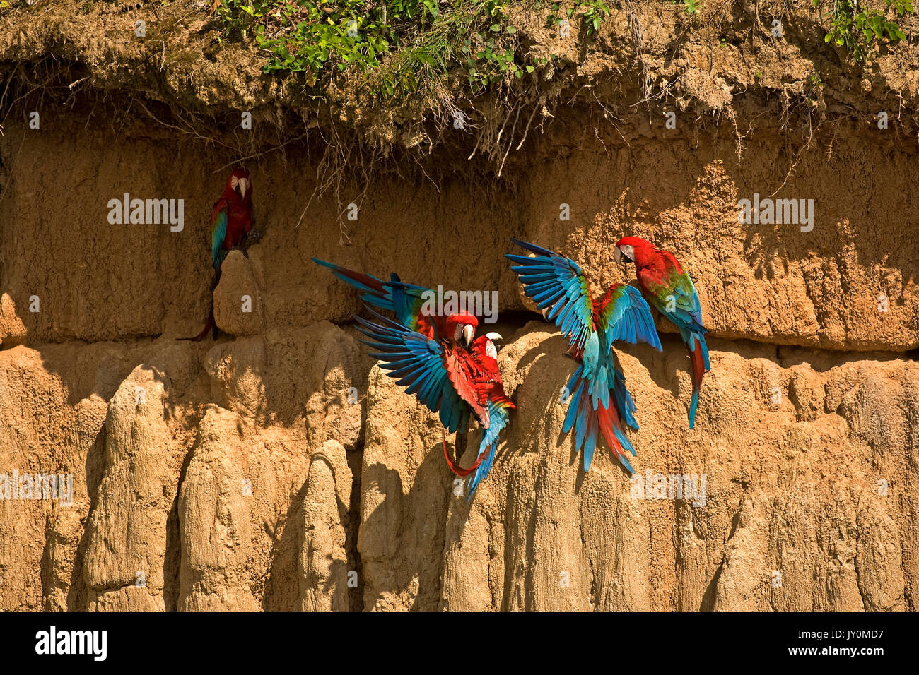 RED-AND-GREEN MACAW ara chloroptera, GROUP EATING CLAY, CLIFF AT MANU ...