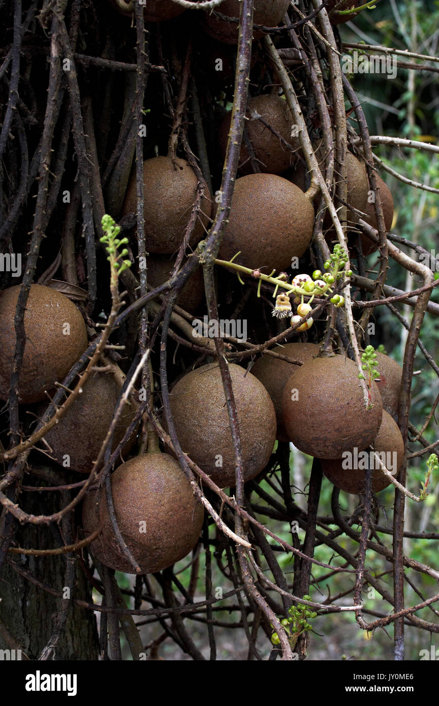 TARAPAN CANONBALL TREE couroupita guianensis, ORINOCO DELTA IN ...