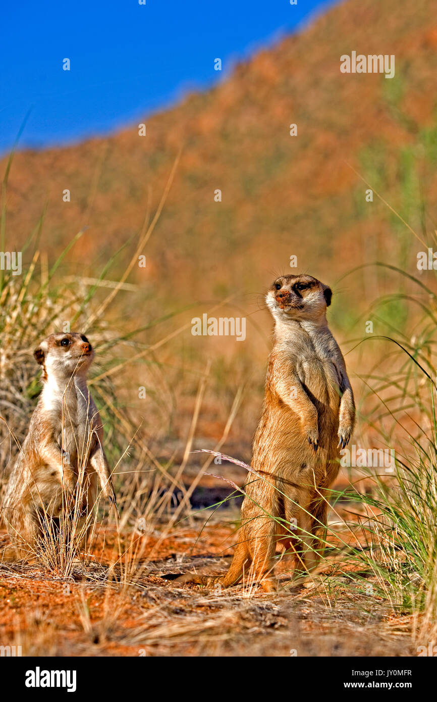 MEERKAT suricata suricatta, ADULTS LOOKING AROUND, STANDING ON HIND ...