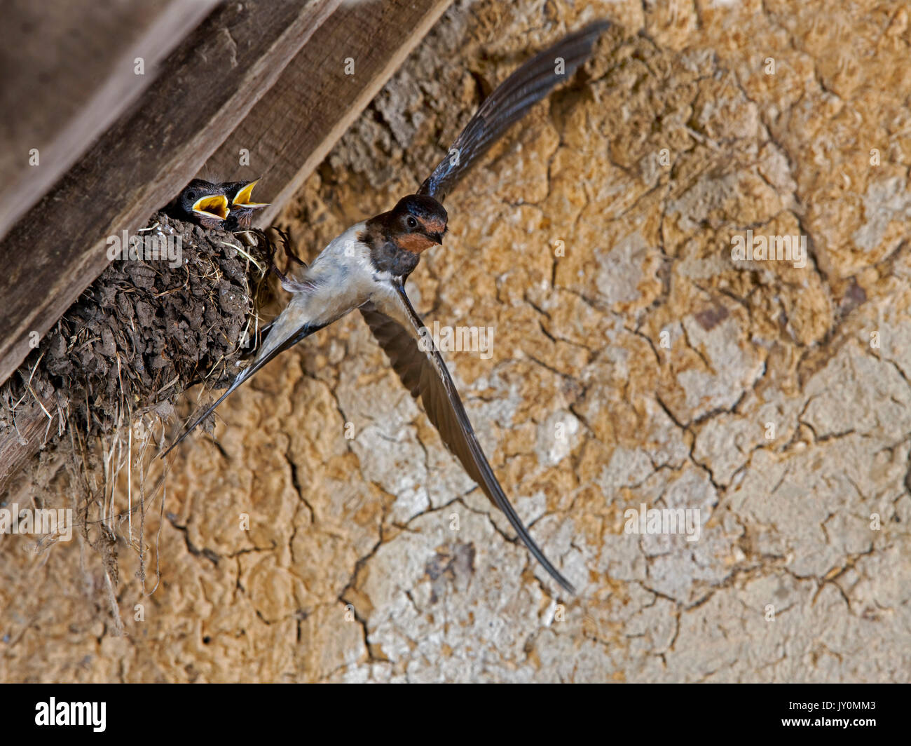 BARN SWALLOW OR EUROPEAN SWALLOW hirundo rustica, ADULT IN FLIGHT ...