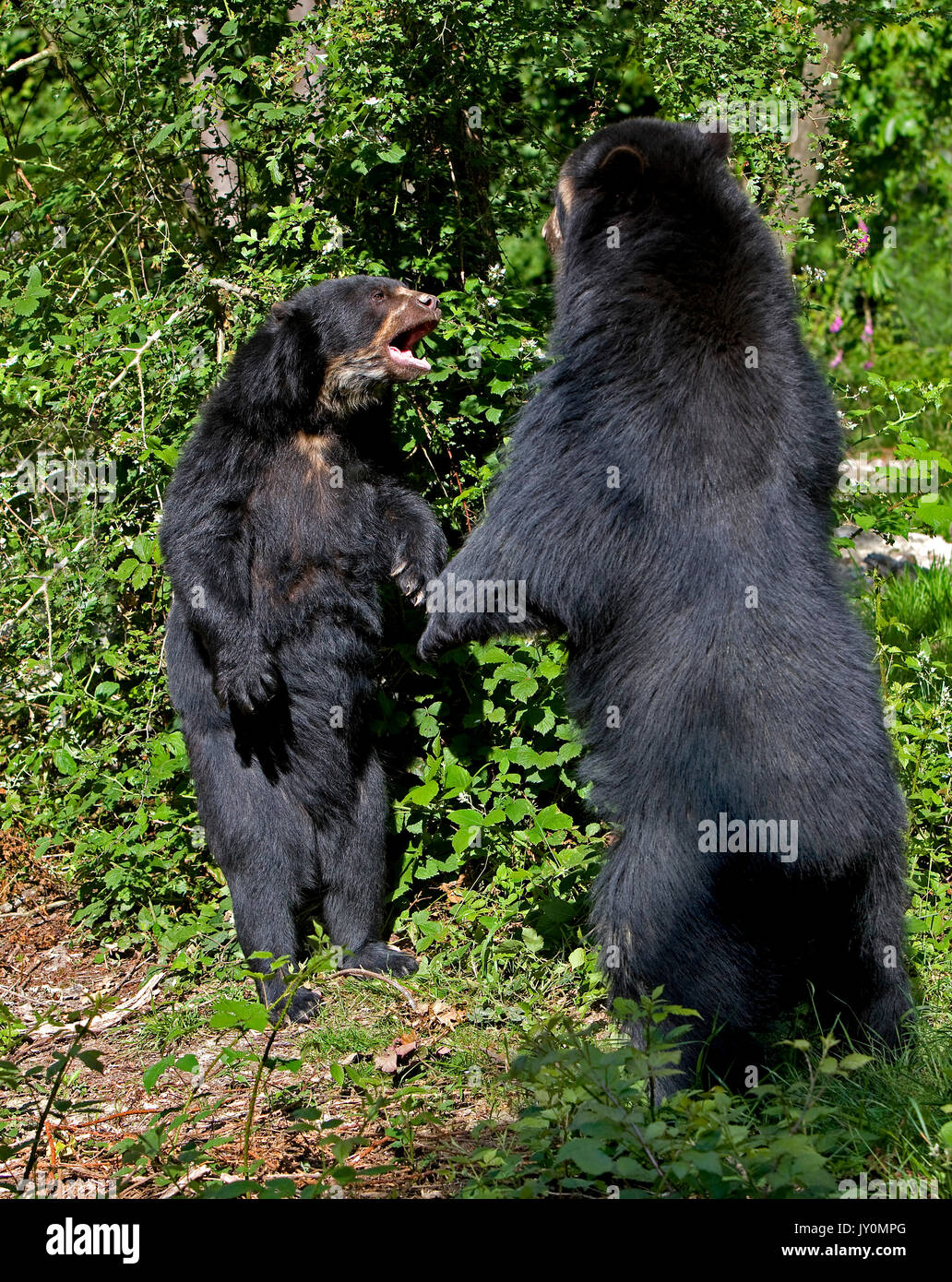 SPECTACLED BEAR tremarctos ornatus, ADULTS STANDING ON HIND LEGS, FIGHT ...