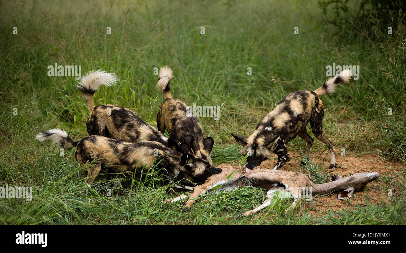 AFRICAN WILD DOG lycaon pictus, HERD ON A KUDU'S CARCASS, NAMIBIA Stock ...