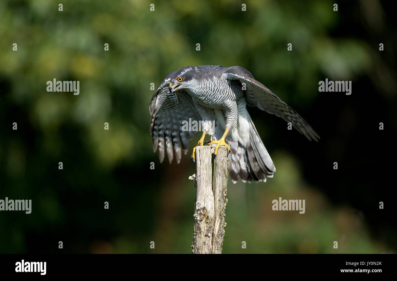Goshawk taking flight hi-res stock photography and images - Alamy