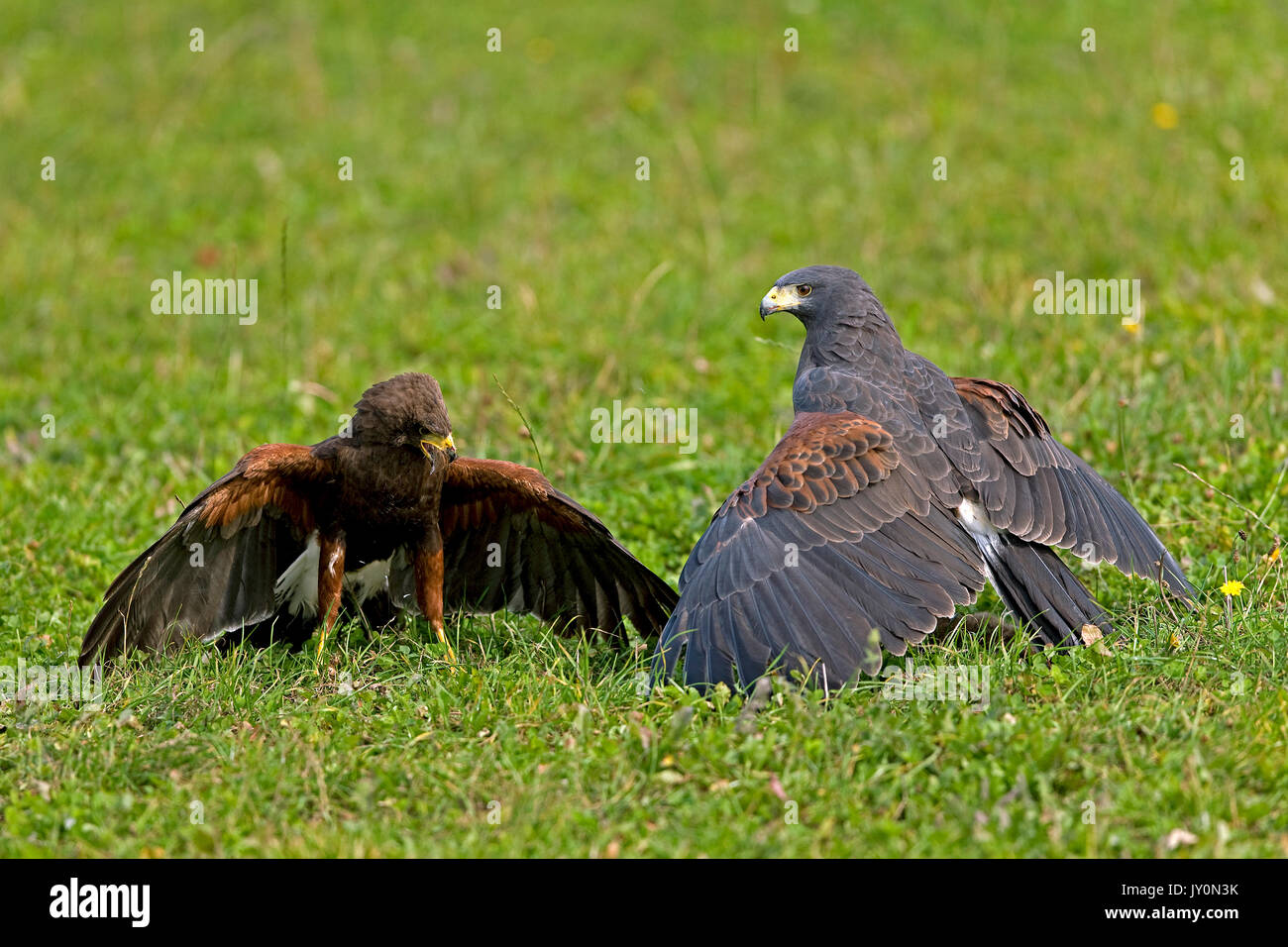 HARRIS HAWK parabuteo unicinctus, ADULTS FIGHTING FOR PREY Stock Photo ...