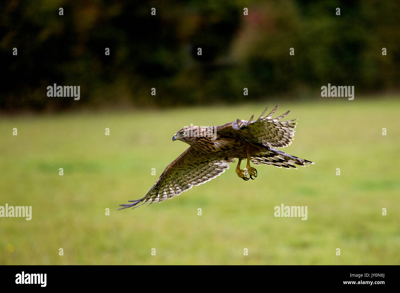 GOSHAWK accipiter gentilis, JUVENILE IN FLIGHT, NORMANDY IN FRANCE ...
