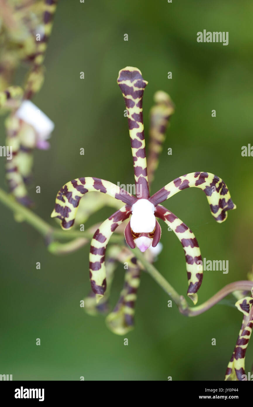 Scorpion Orchid, Arahnis flos-aeris, Panama, Central America, Gamboa ...
